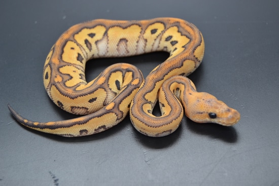 Black Pastel Redstripe Fire Desert Ghost Clown Het Hypo Ball Python by ...
