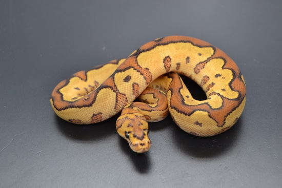 Fire Yellowbelly Lace Clown Ball Python by DD Exotics