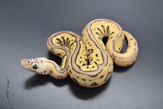 Firefly Lace Batman Ball Python by DD Exotics