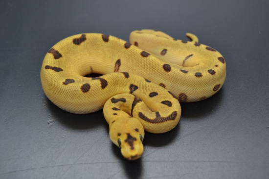 Super Enchi Spotnose Lace Clown Ball Python by DD Exotics