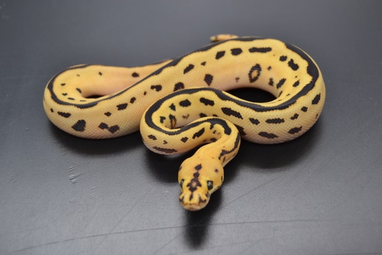 Fire Lace Batman Ball Python by DD Exotics