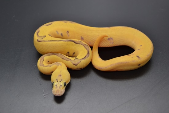 Firefly Enchi Batman Lace Clown Ball Python by DD Exotics