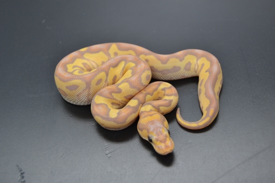 Orange Dream Banana Clown Ball Python by DD Exotics