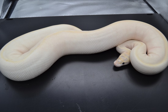 Orange Dream Ivory Poss Super Orange Dream Enchi Firefly Ball Python by DD Exotics