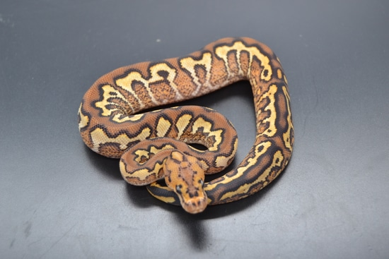 Super Redstripe Pompeii Ball Python by DD Exotics