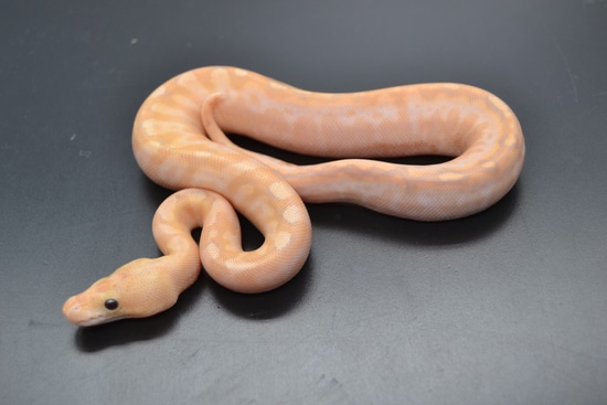 Super Spotnose Orange Dream Yellowbelly Coral Glow Redstripe Clown Poss ...