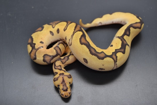 Fire Lace Clown Poss White Lace Ball Python by DD Exotics