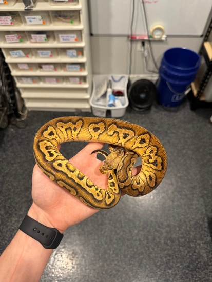 Pastel Wookie Yellowbelly Clown Ball Python by DD Exotics
