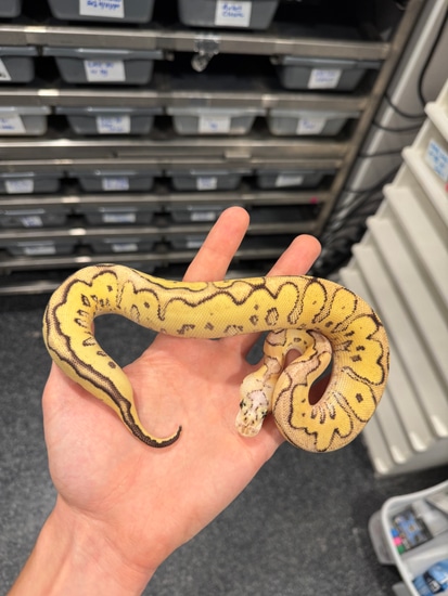 Orange Dream Firefly Lace Clown Ball Python by DD Exotics