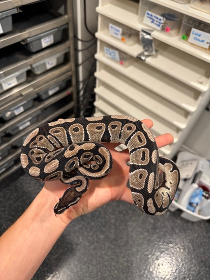 Desert Ghost Axanthic VPI Pair Ball Python by DD Exotics