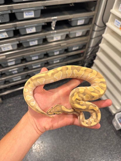 Enchi Butter Yellowbelly Desert Ghost Het Clown 50% Het Hypo Ball ...