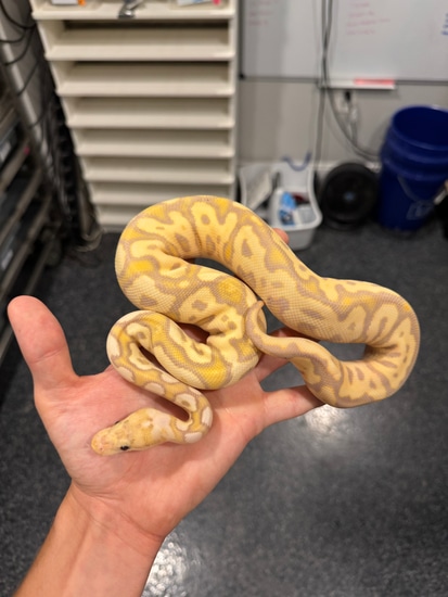 Banana Spotnose Mojave GHI "wookie" Clown Ball Python by DD Exotics
