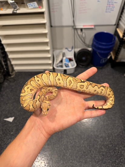 GHI Fire Yellowbelly Clown “lace” Ball Python by DD Exotics