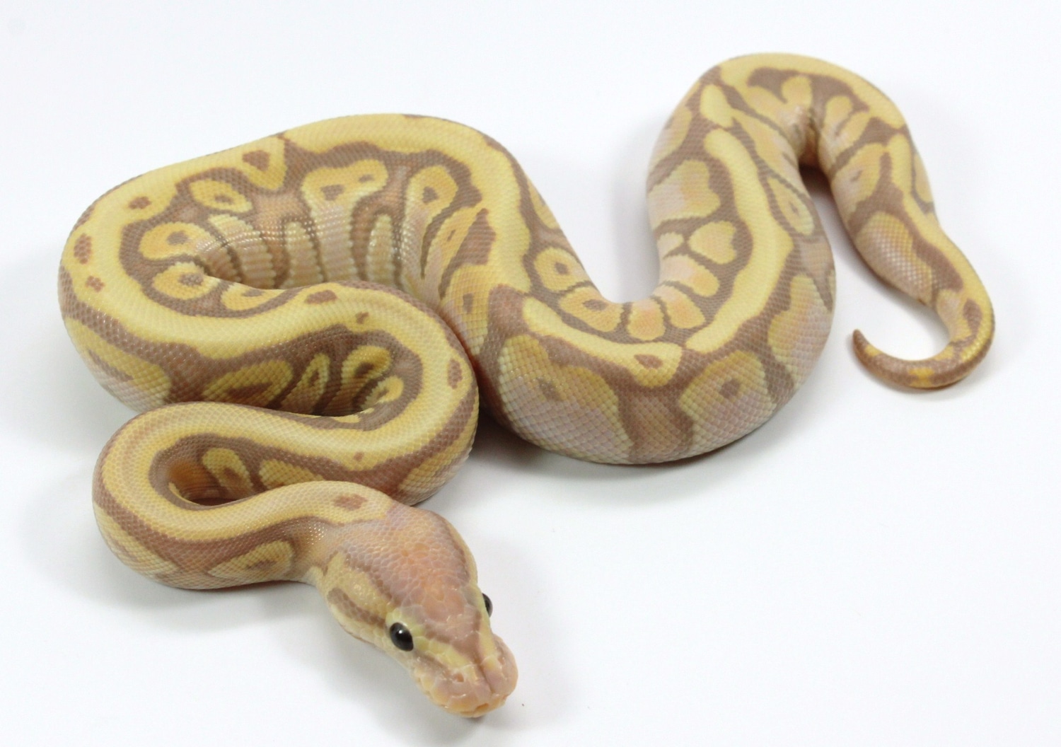 Banana Hidden Gene Woma Ball Python By Designer Ball Pythons Morphmarket 