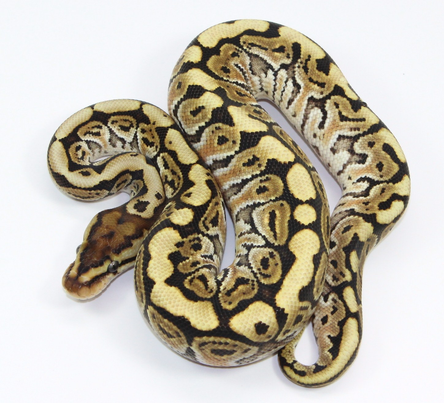 HGW Special Ball Python by Designer Ball Pythons - MorphMarket