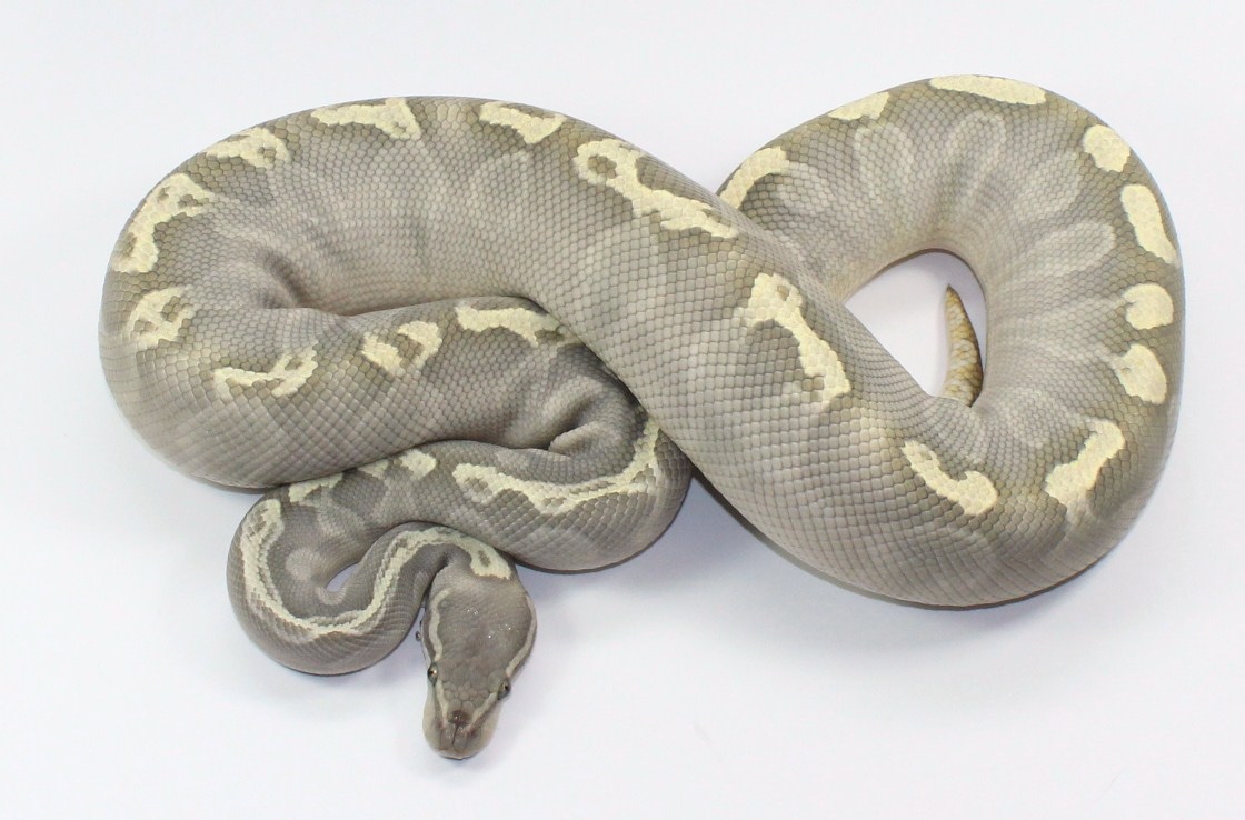 Hypo Lesser GHI Ball Python by Designer Ball Pythons - MorphMarket