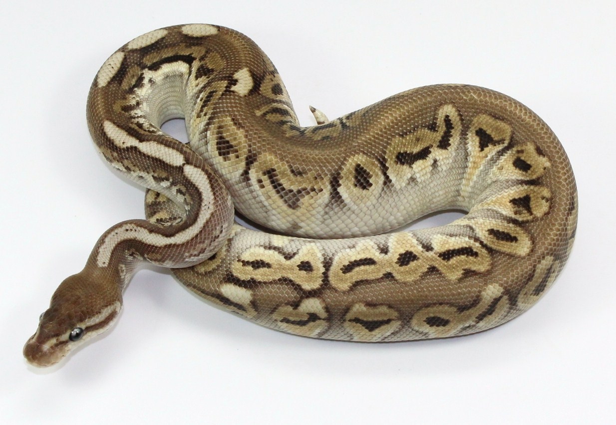 Hidden Gene Woma Het Red Axanthic Mojave Ball Python by Designer Ball ...