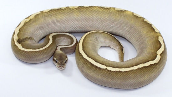 GHI Lesser Black Pewter Ball Python by Designer Ball Pythons