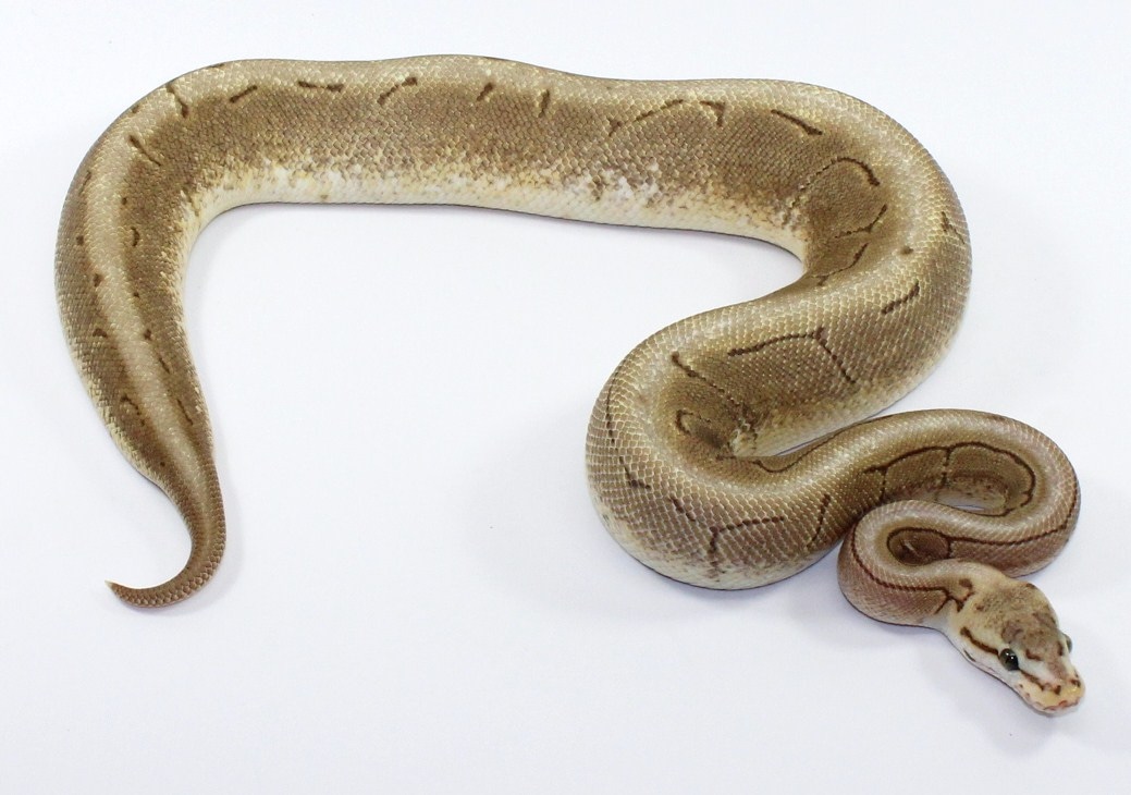 Fire Spinner Ball Python by Designer Ball Pythons - MorphMarket