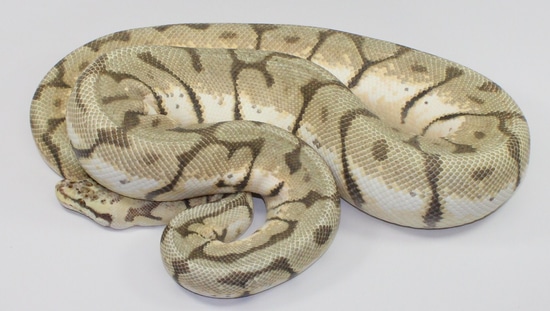 Killerbee Ball Python by Designer Ball Pythons