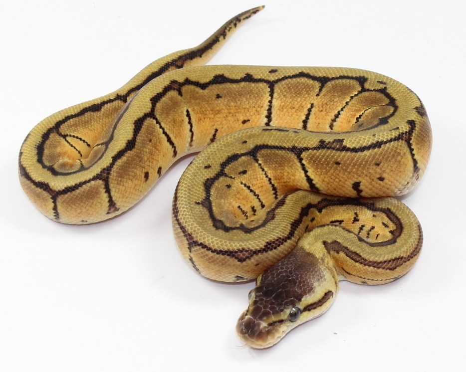 Lemonblast Ball Python by Designer Ball Pythons - MorphMarket
