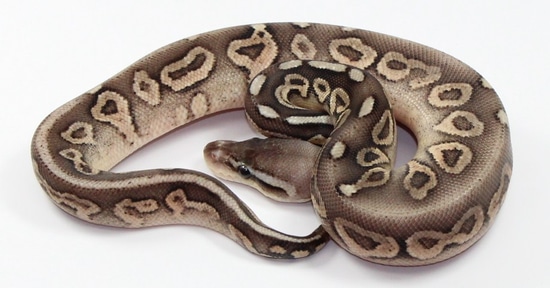 Pewter 100% Het Hypo Ball Python by Designer Ball Pythons