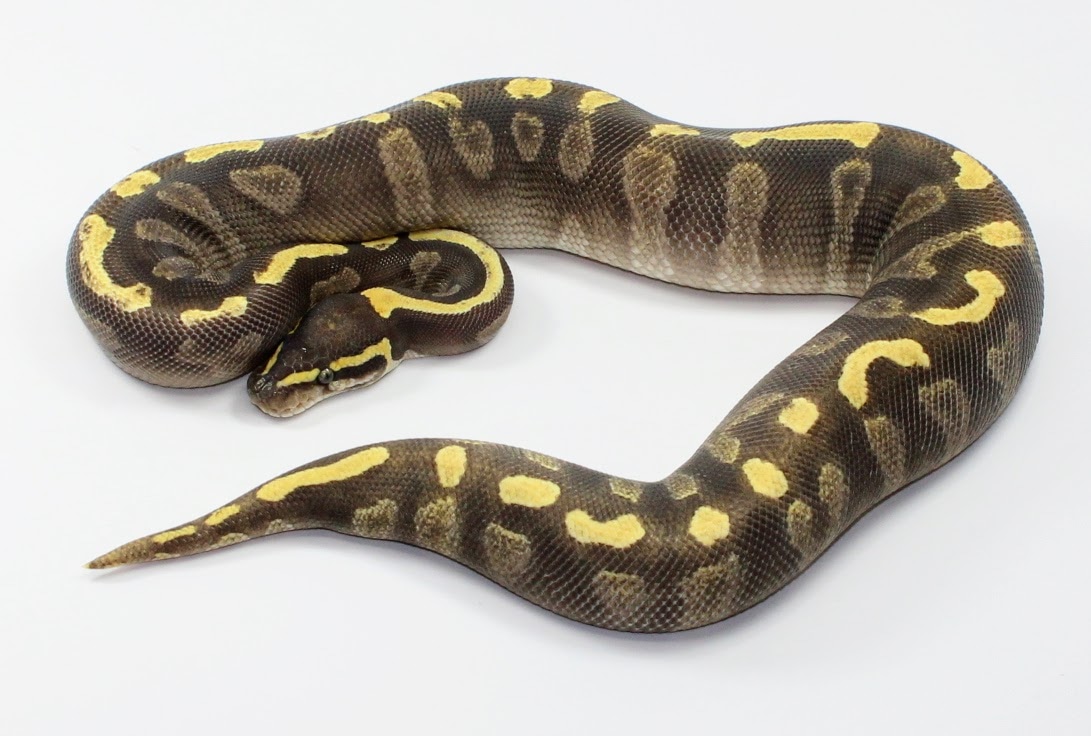 Mojave Enchi GHI 100% Het Hypo Ball Python by Designer Ball Pythons ...