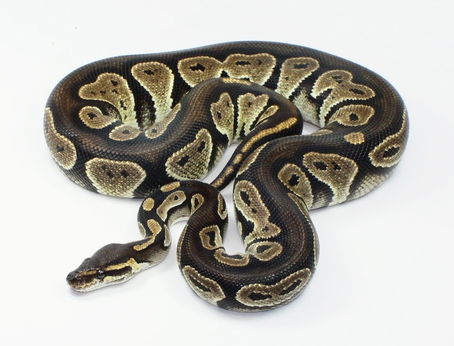 Black Head Russo Red Gene Ringer Gene Ball Python by Designer Ball ...