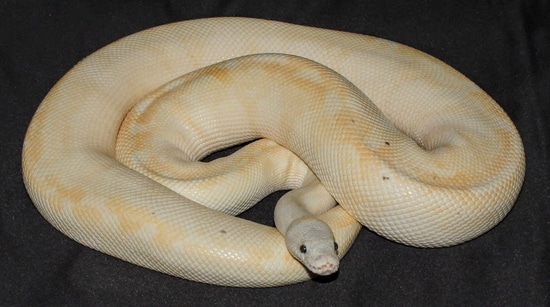 Super Special Pastel Ball Python by Designer Ball Pythons