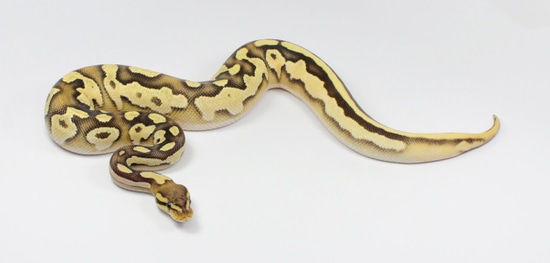 Orange Dream Enchi Fire Mojave Ball Python by Designer Ball Pythons