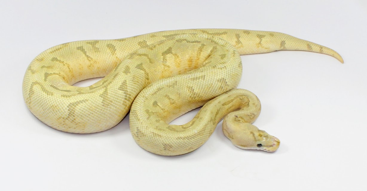 Hypo Super Stripe Spider Ball Python by Designer Ball Pythons - MorphMarket