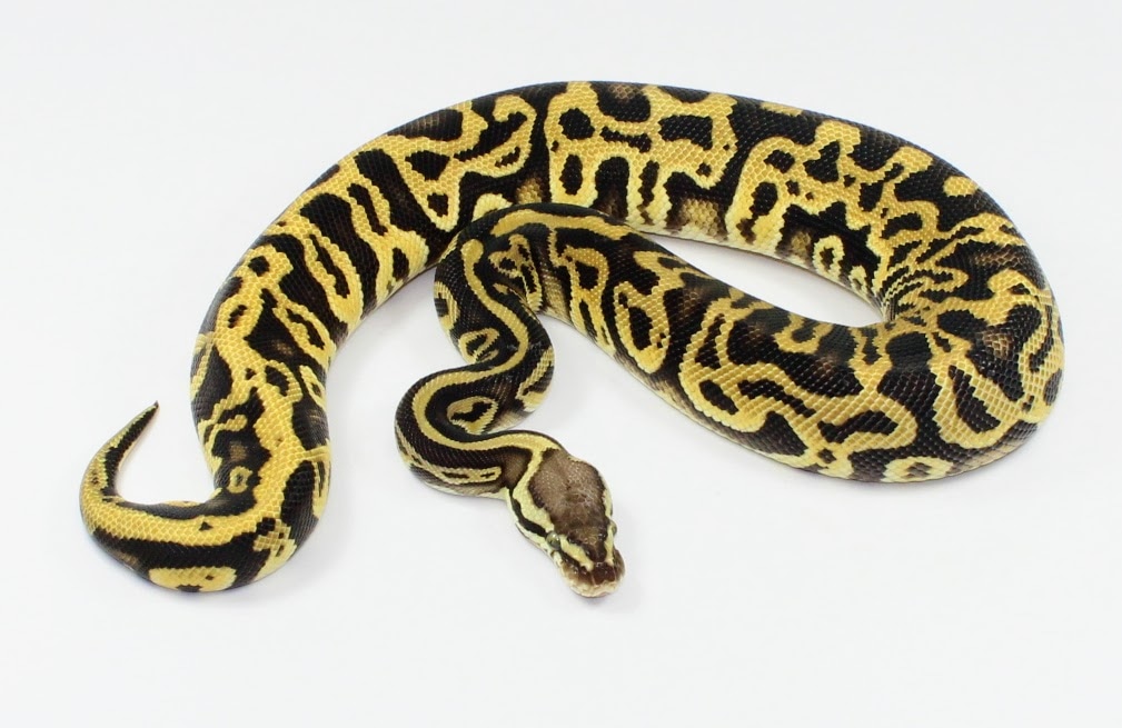 Cypress Leopard Pastel Yellowbelly Ball Python by Designer Ball Pythons ...
