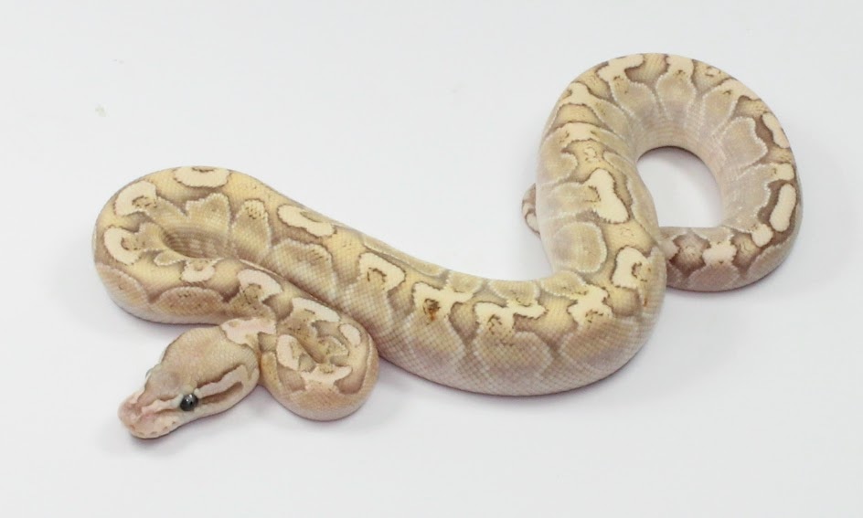 Bamboo GHI Fire Enchi Ball Python by Designer Ball Pythons - MorphMarket