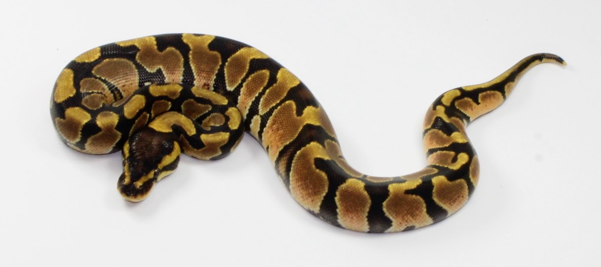 RAR Ball Python by Designer Ball Pythons - MorphMarket