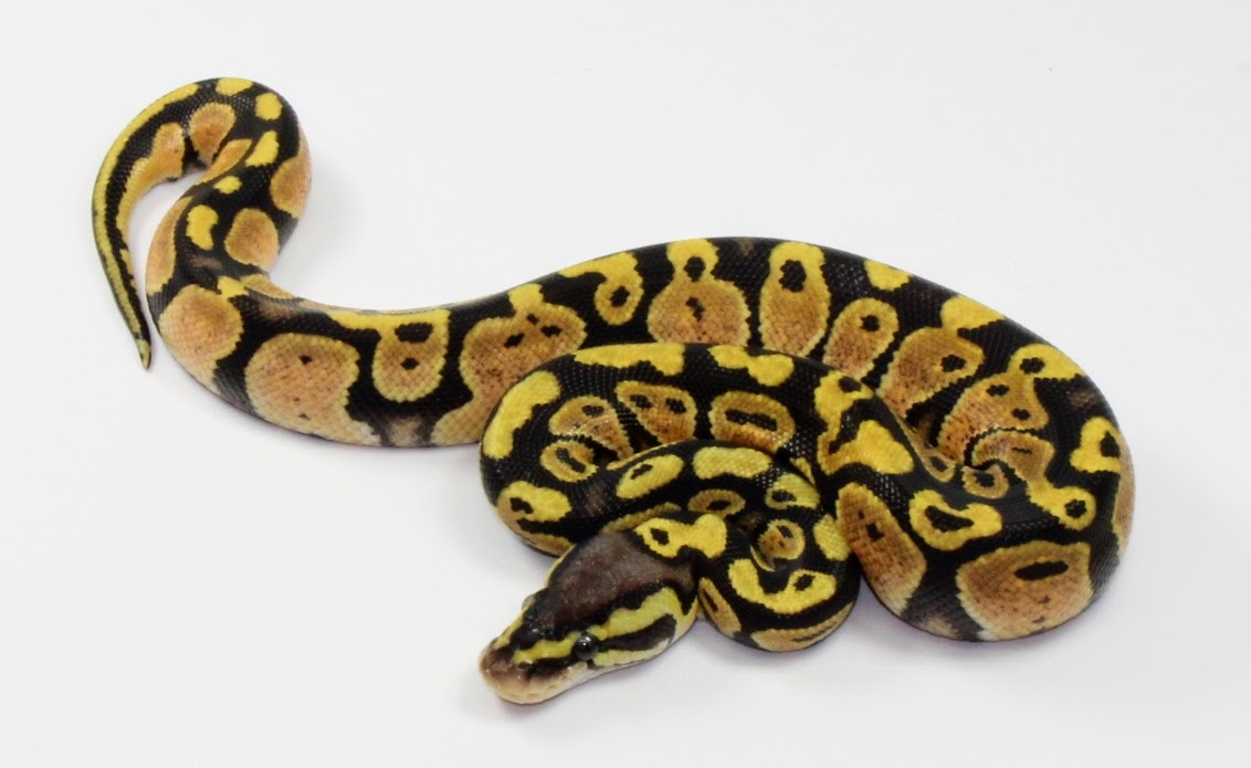 Pastel Ball Python by Designer Ball Pythons - MorphMarket