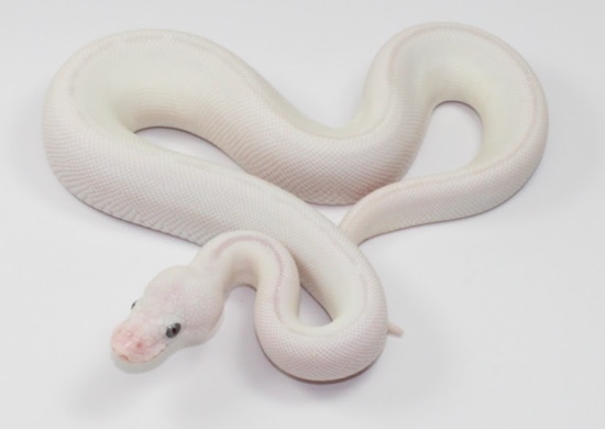 White Diamond Possible Yellowbelly Ball Python by Designer Ball Pythons