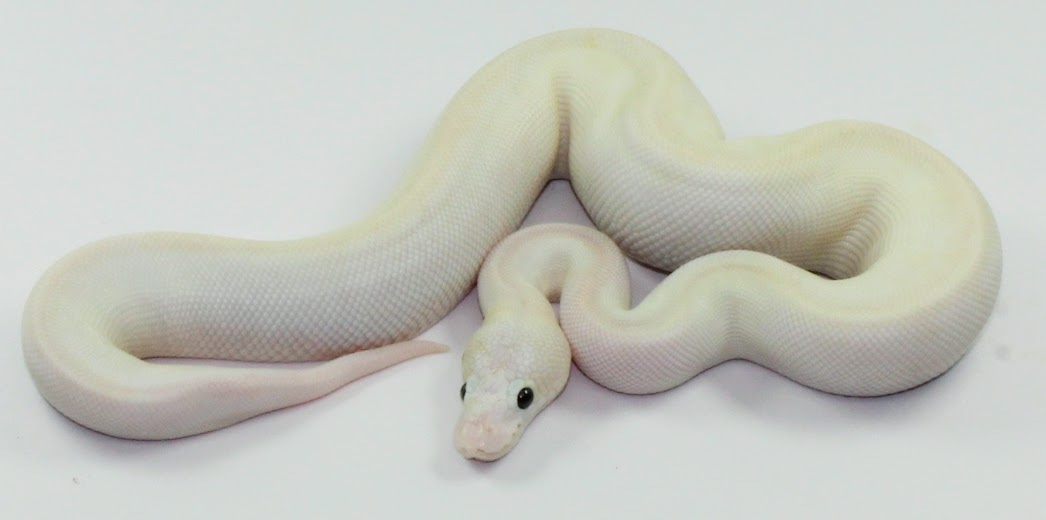 Champagne Pastel Lesser Spark Or Yellowbelly Possible Enchi And Green ...