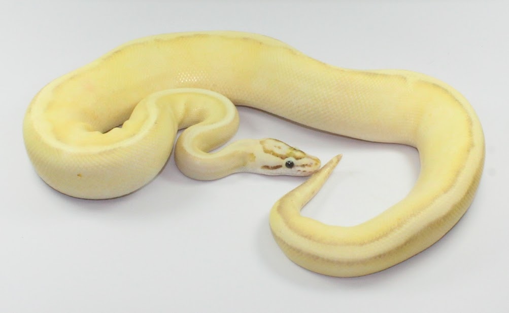 Pastel Enchi Green Pastel Puma Ball Python by Designer Ball Pythons - MorphMarket