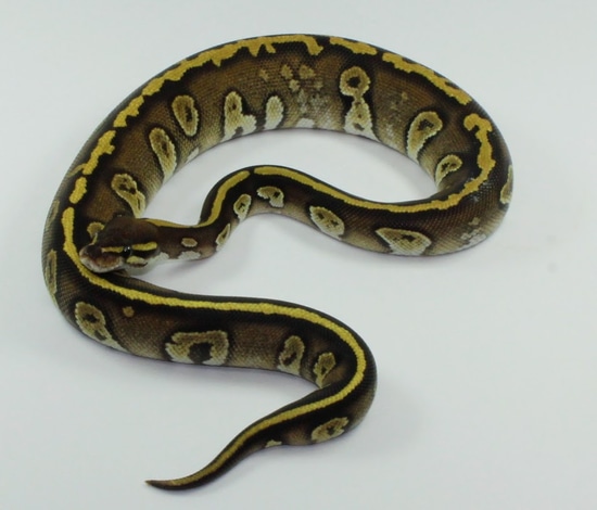 Nanny Mojave Yellowbelly Ball Python by Designer Ball Pythons