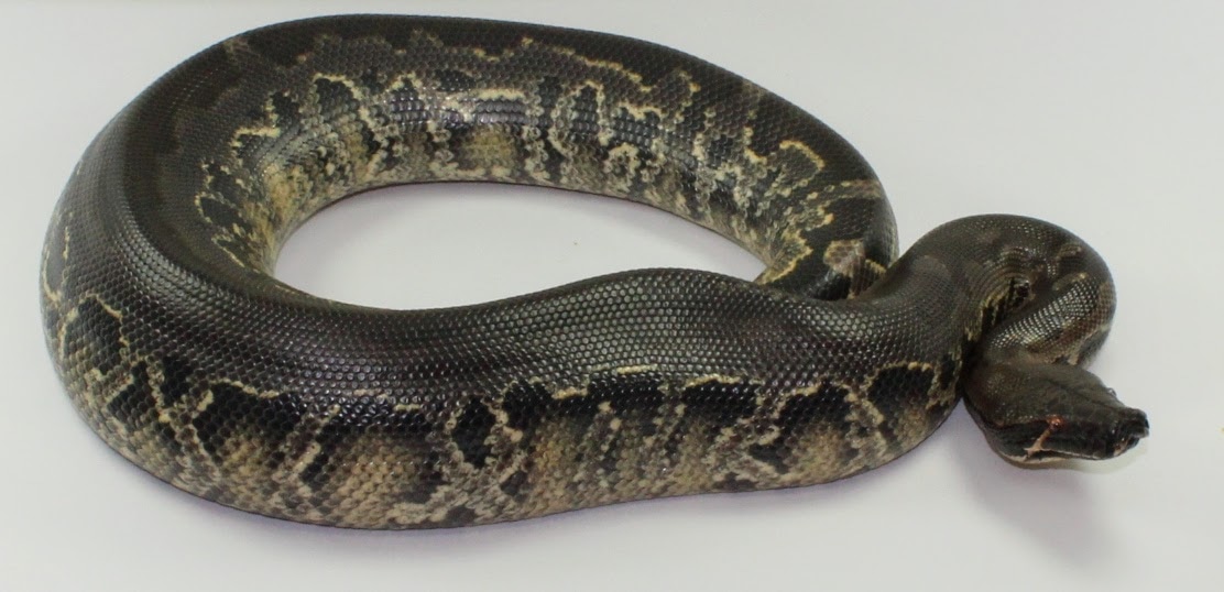 SST Male Sumatran Short-tailed Python by Designer Ball Pythons ...