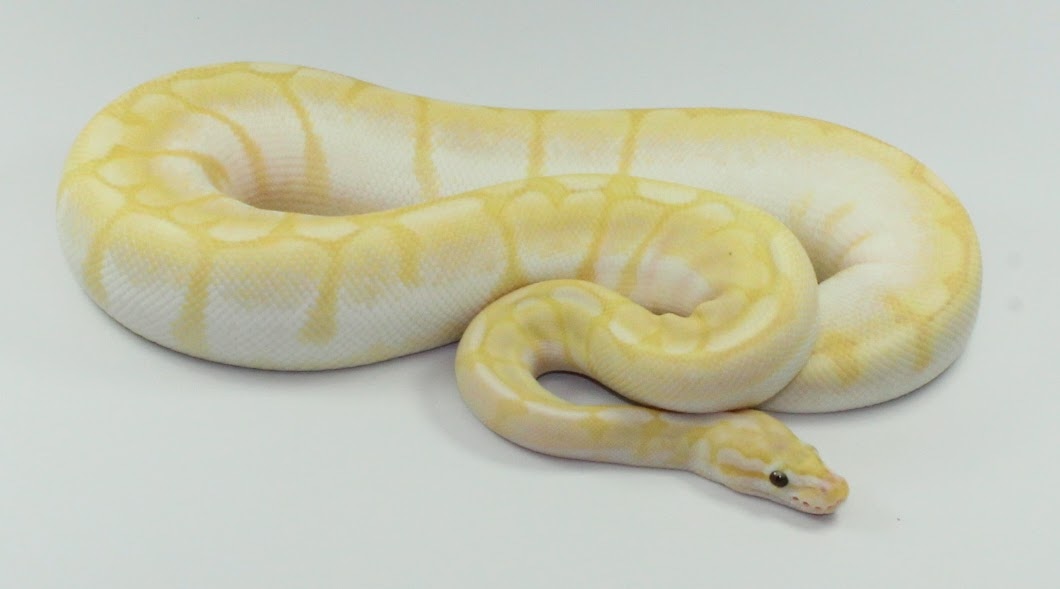 Bamboo Banana Bumblebee Ball Python by Designer Ball Pythons - MorphMarket