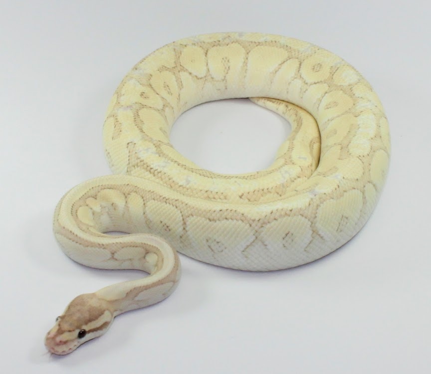 Super Phantom Banana Spider Ball Python by Designer Ball Pythons ...