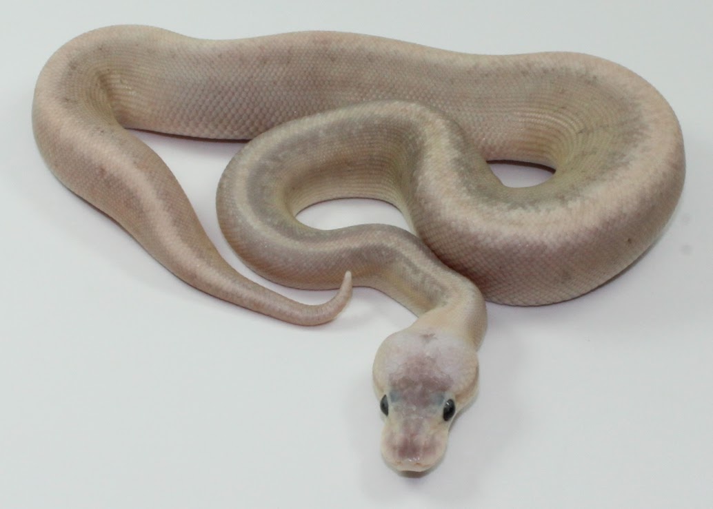Sterling Lesser Pinstripe Shrapnel Ball Python by Designer Ball Pythons ...
