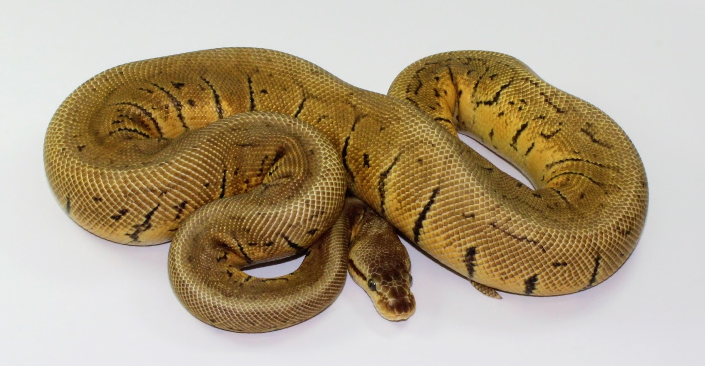 Arcane Lemonblast Ball Python by Designer Ball Pythons - MorphMarket