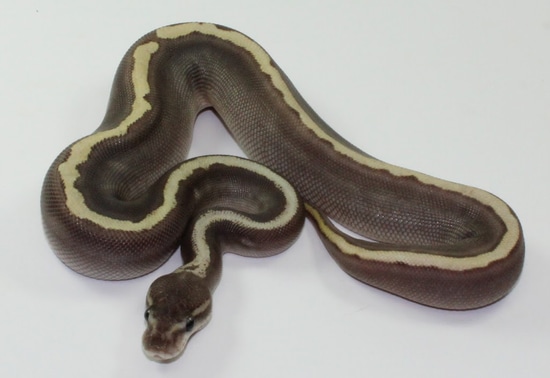 HGW Mystic Mocha Possible Super GHI Combo? Ball Python by Designer Ball ...