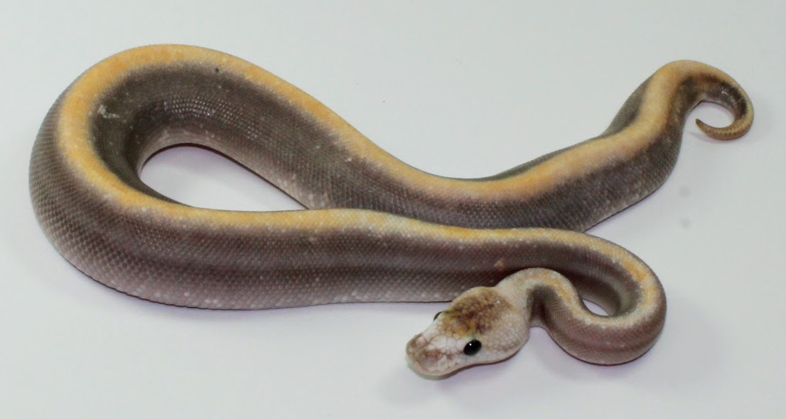 GHI Mojave Champagne 100% Het Hypo Ball Python by Designer Ball Pythons ...