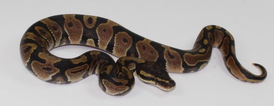 Normal Ball Python by Designer Ball Pythons