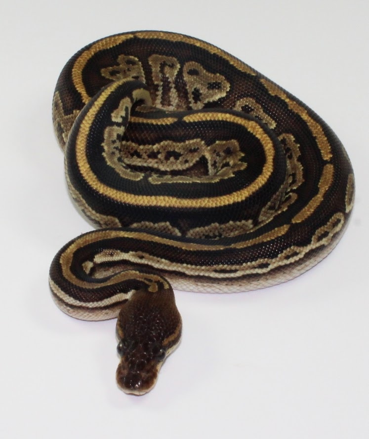 Super Bongo Ball Python by Designer Ball Pythons - MorphMarket