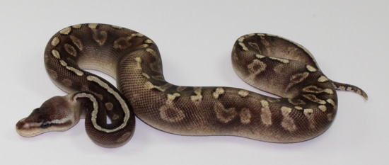 Pewter GHI Ball Python by Designer Ball Pythons