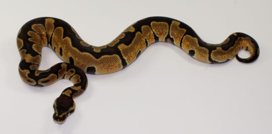 Enchi Super Adder Ball Python by Designer Ball Pythons
